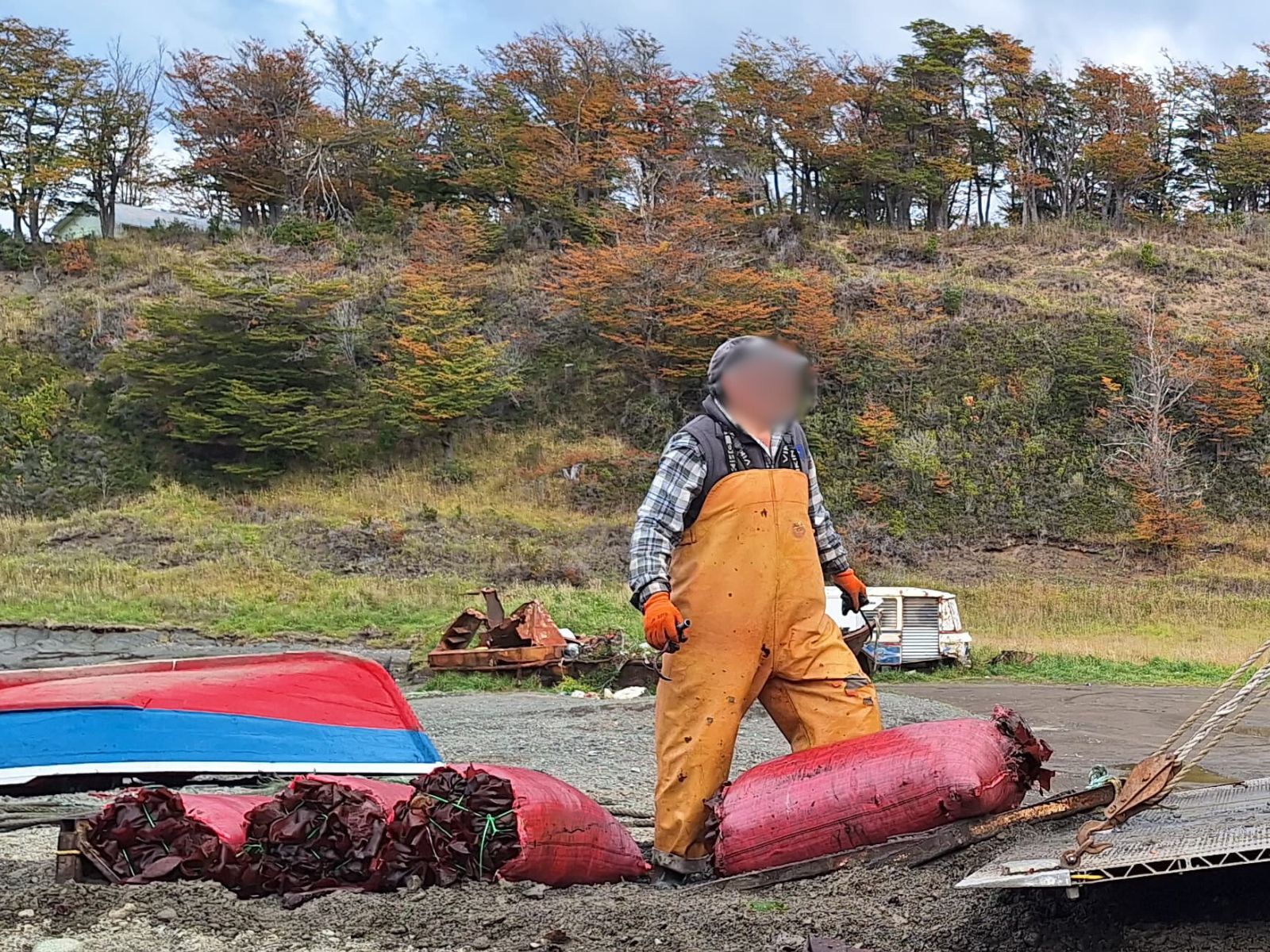 Anuncian inicio de veda para dos recursos de la región de Magallanes