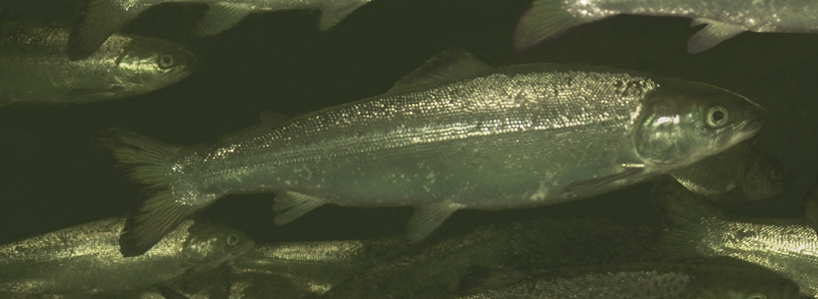 Aquabyte lanza medición de biomasa y monitoreo de bienestar para la ...