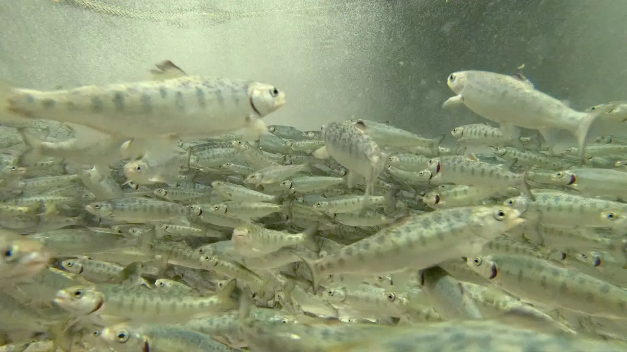 AKVA group entrega tecnología para la primera instalación RAS de Corea ...